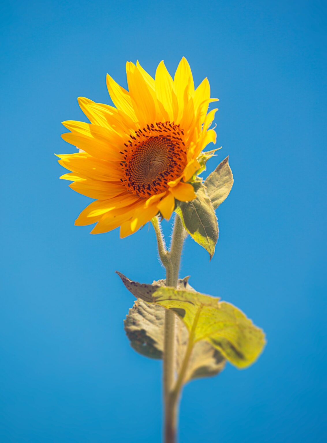 5 Cooling Herbs for Summer - NutraTea