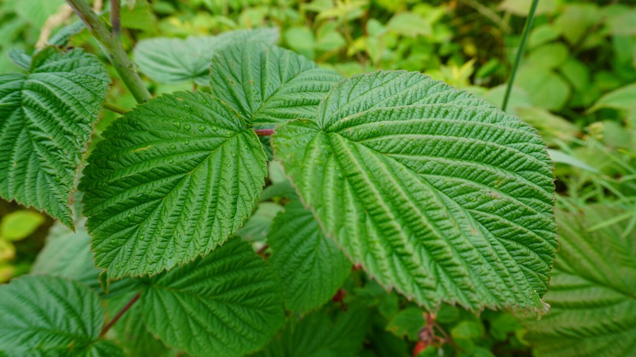 Raspberry Leaf Tea Benefits During Pregnancy- NutraTea