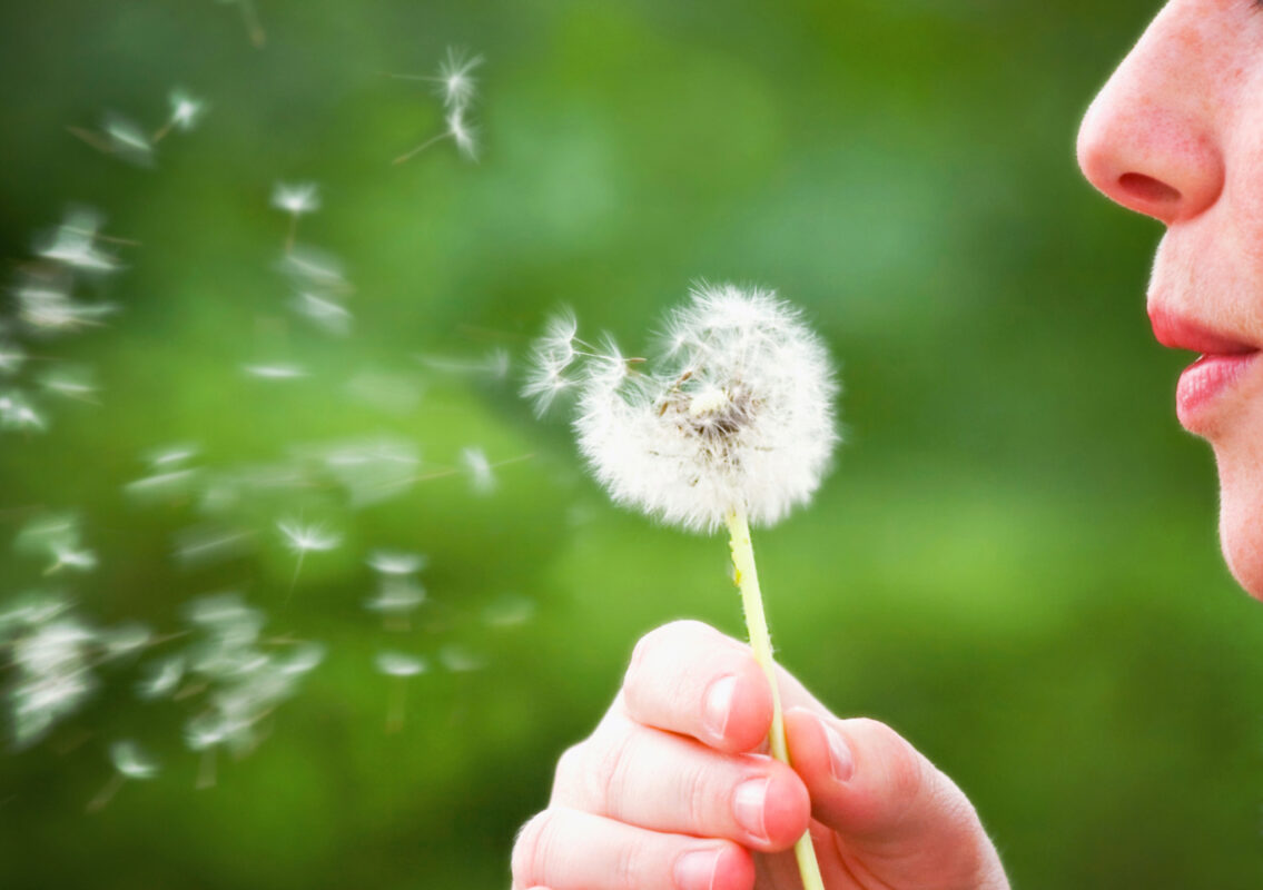 Herbal tea for hayfever - is there one? - NutraTea